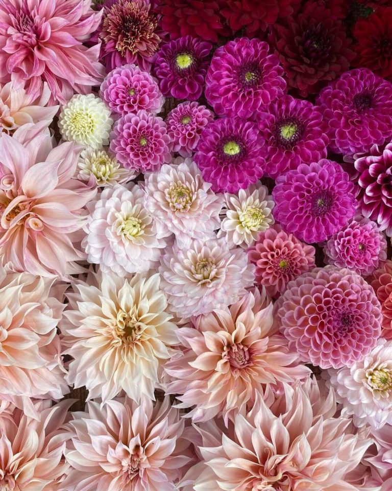Instagram Flower Accounts | Instagram Accounts for Flower Lovers