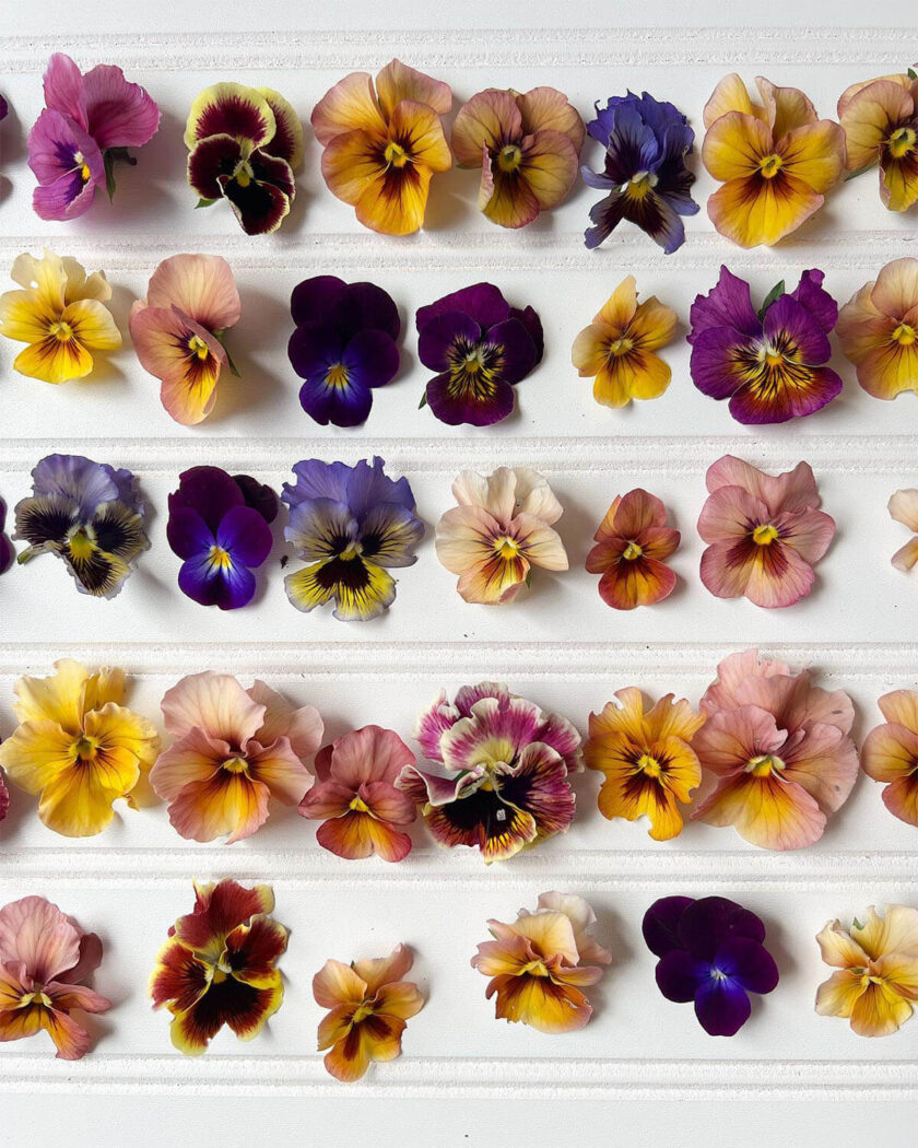 It's Pansy Season - Pansy Art & Decor Trend via wallflower